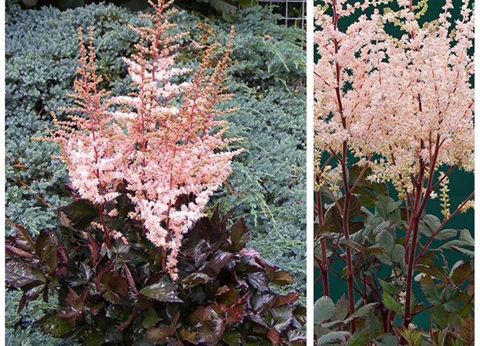 Jauna Ziemcietes - Astilbe 'Spotlight' / Stādu audzētava "Baižas"
