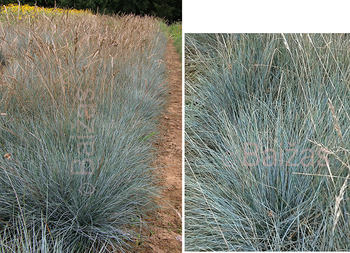 Jauna Ziemcietes - Auzene zilganā 'Bright Heaven' / Stādu audzētava ...