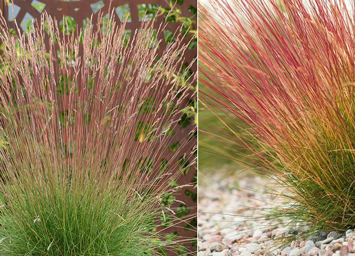 Jauna Ziemcietes - Auzene zilganā 'Sunrise' / Stādu audzētava "Baižas"